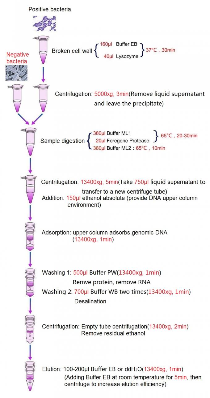 Laboratory Research Bacterial Genomic DNA Isolation Kit 5000xg Spin Column