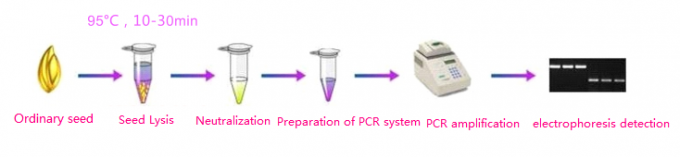 Plant Seed Direct PCR Kit I/II Pcr Kit Lysis Buffer Ce Iso Loading ...