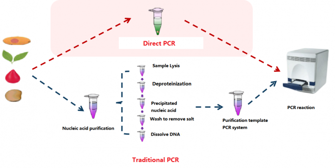 Plant Seed Direct PCR Kit II UNG Lysis Buffer Ce Iso Loading Buffer For ...