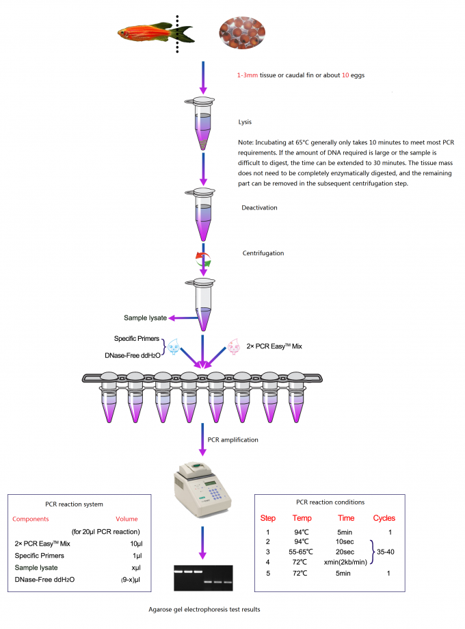PCR System Buffer FP Zebra Fish Direct PCR Kit For Freshwater Fish ...