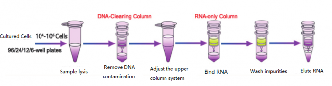 Highly Purified Cell Total RNA Extraction Kit 50 Reactions