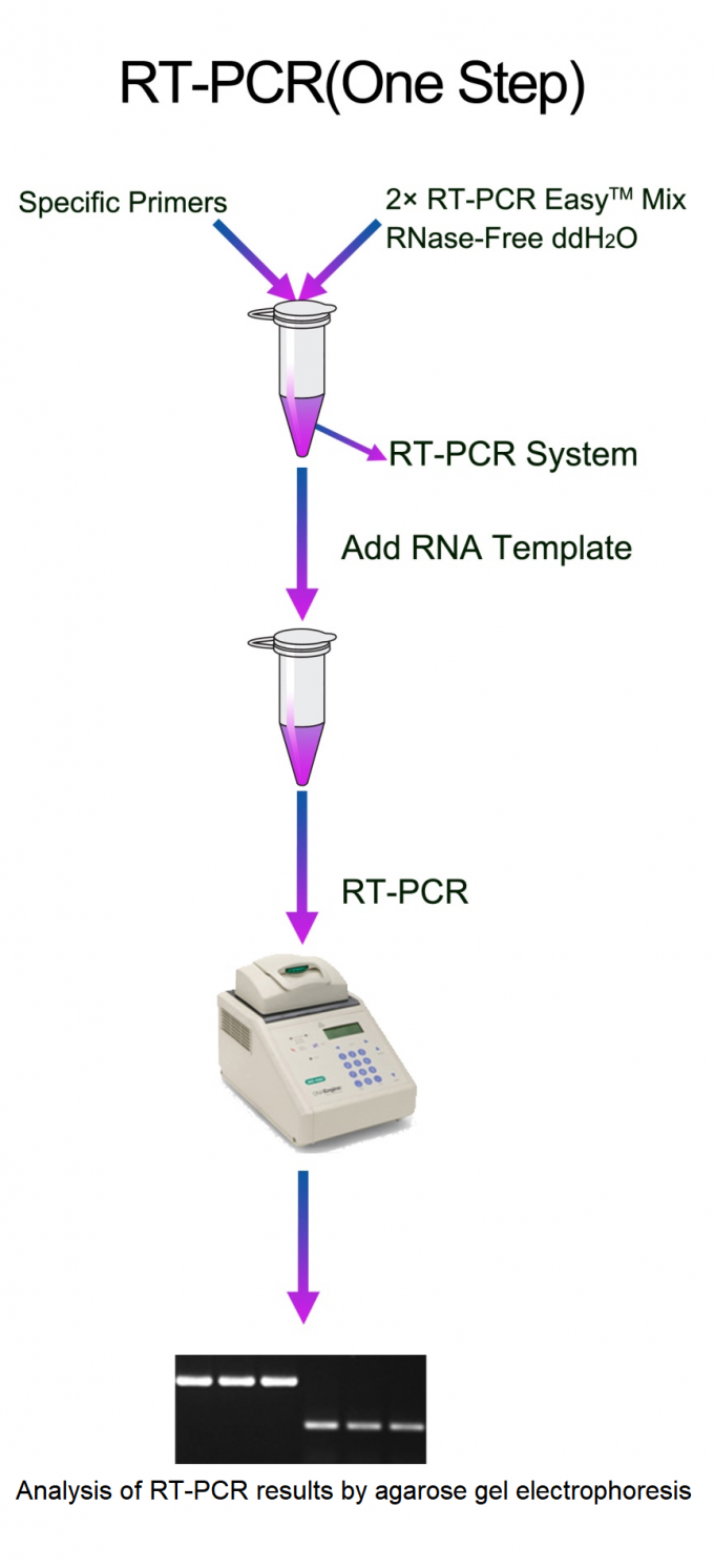 FOREGENE One Step RT-PCR Master Mix Kits RT-PCR EasyTM I For QPCR Reaction