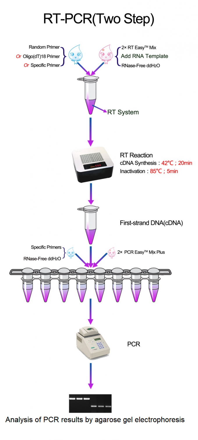 RT-PCR EasyTM II Two Step Cat.No.RT-02021/02022 Two Step RT PCR Master ...