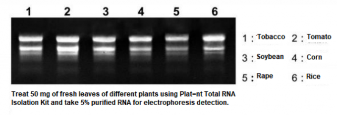 Plant Total Rna Isolation Kit For Plant Low In Polysaccharide And
