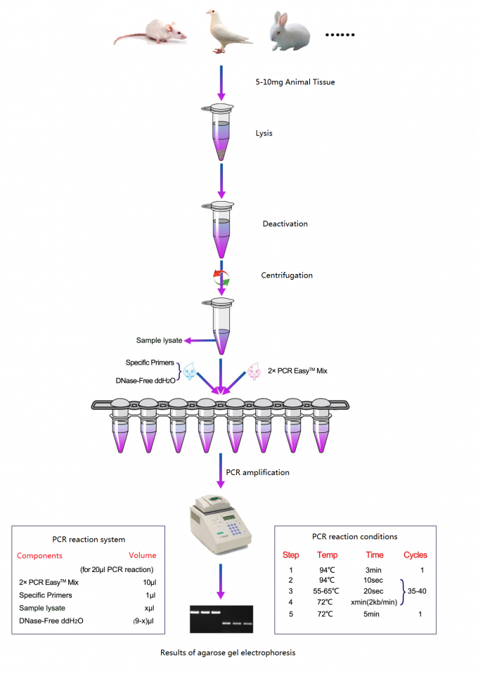 Lab Reagent Animal Tissue Direct PCR Kits Performing PCR Directly From ...