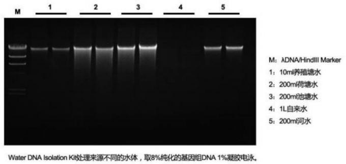 No RNase Lab Reagent Water DNA Isolation Kit For Genomic DNA Purification