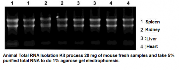 No Organics Spin Column Animal Total RNA Isolation Kits Fast And No ...