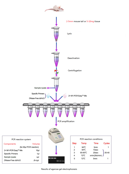 Molecular Bio Reagent Mouse Tail Direct PCR Kit For Research RUO