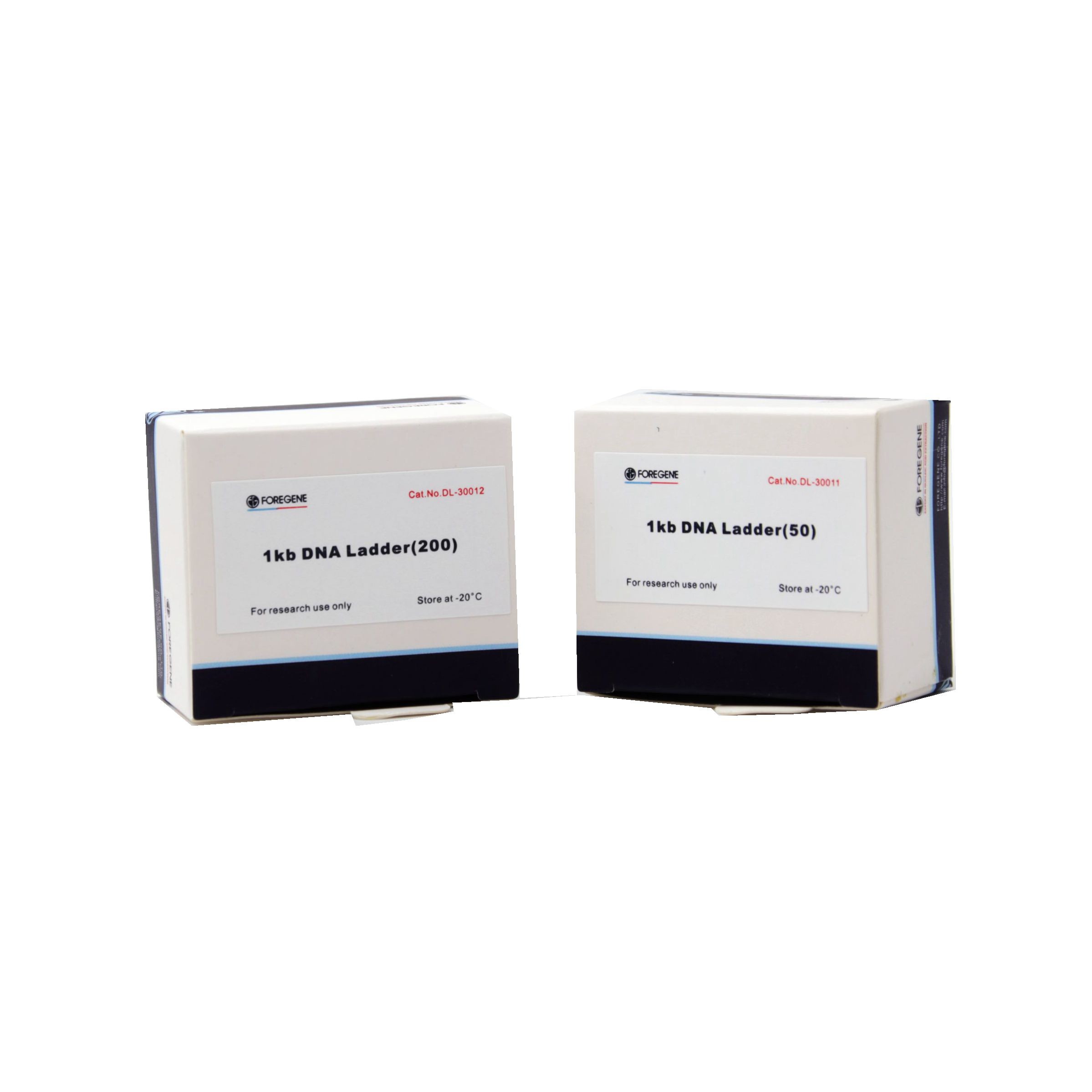 1 Kb DNA Ladder For DNA Fragment Electrophoresis Detection Scientific ...