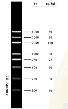 DNA Marker Agarose Gel PCR Kit DNA Ladder 5000bp For Research Molecular ...